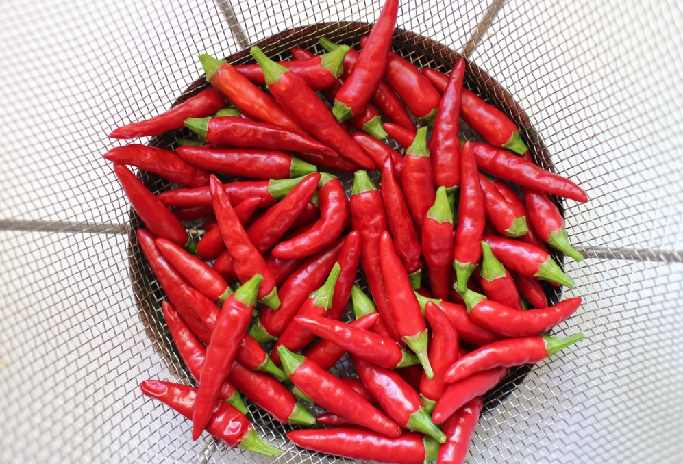 Pickled Pequin Peppers and Hot Sauce – PROSPECT THE PANTRY